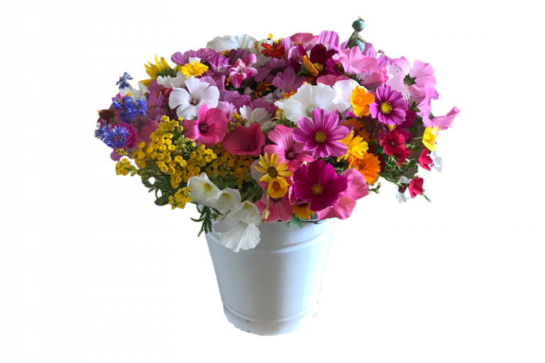 Die Hof Oase. Online Saatgut Shop für Wildblumen & Wildkräuter.