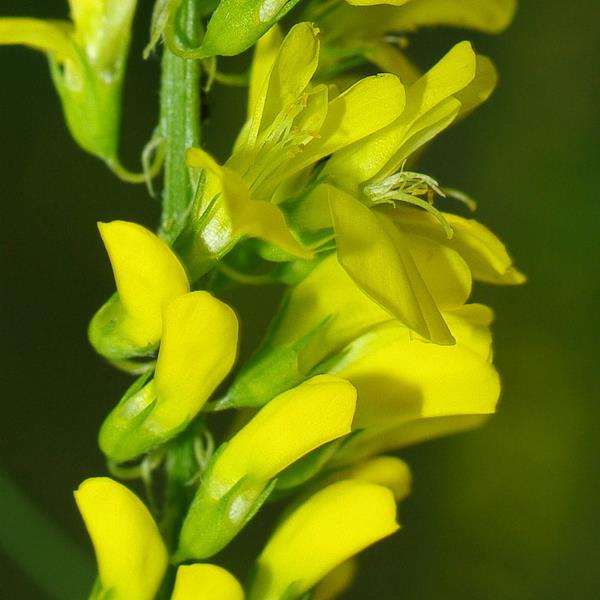 Gelber Steinklee Melilotus officinalis Echter Steinklee Honigklee