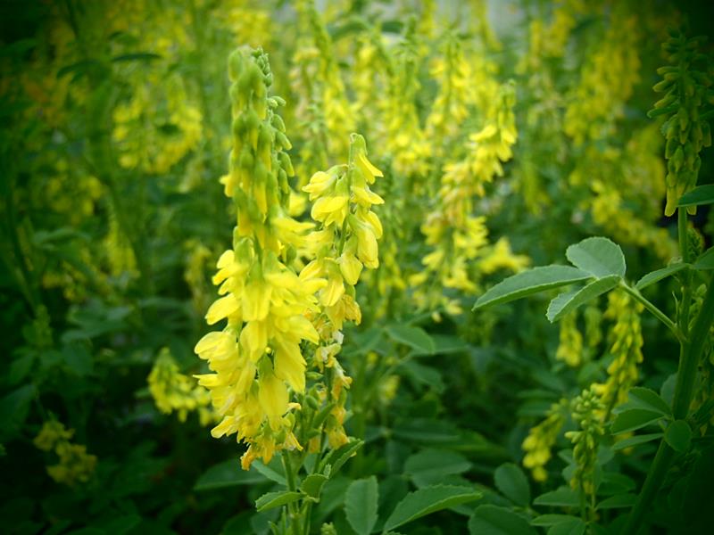 Gelber Steinklee Melilotus officinalis Echter Steinklee Honigklee